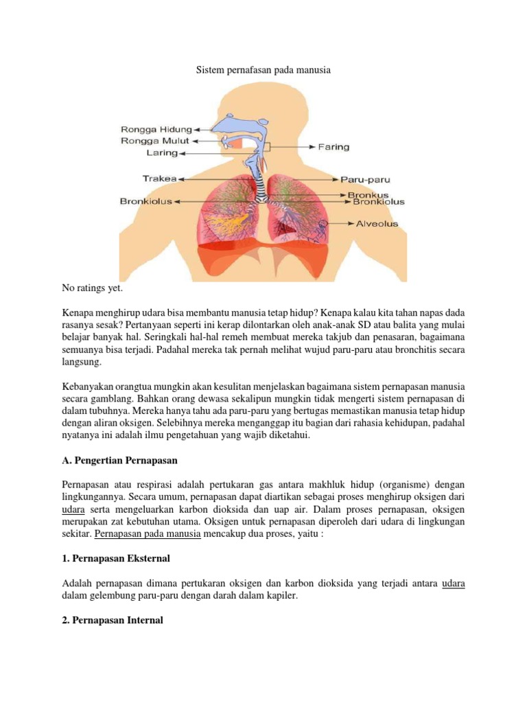 Sistem Pernafasan Pada Manusia | PDF | Sains & Matematika