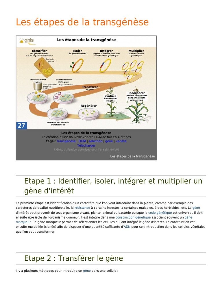 Les Etapes de La Transgenese | PDF