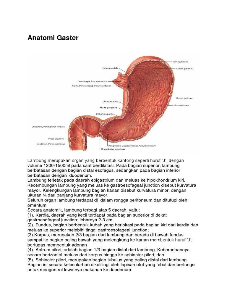 Anatomi Dan Histologi Lambung | PDF