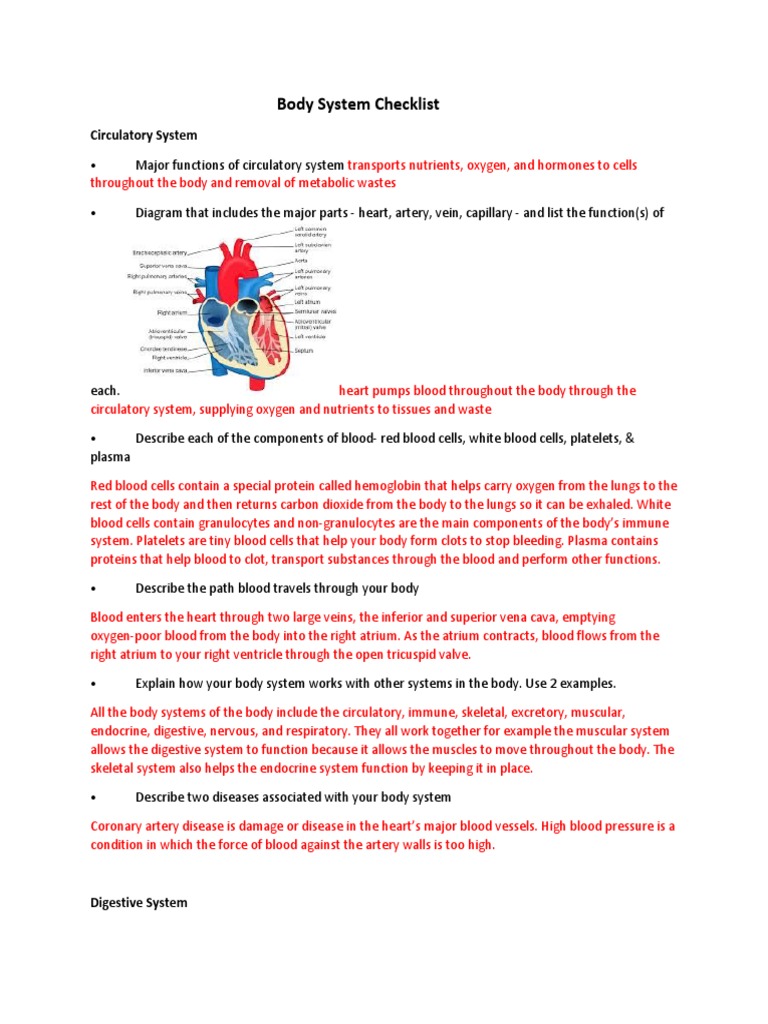 Body System Checklist | PDF | Blood | Circulatory System