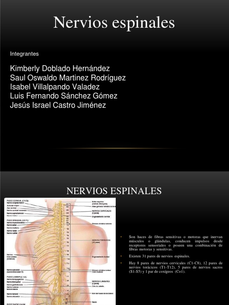 Nervios Espinales