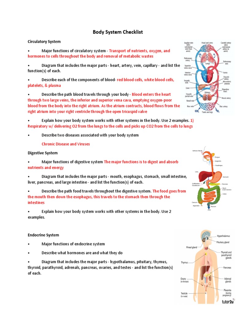 Body System Checklist | PDF | Circulatory System | Atrium (Heart)