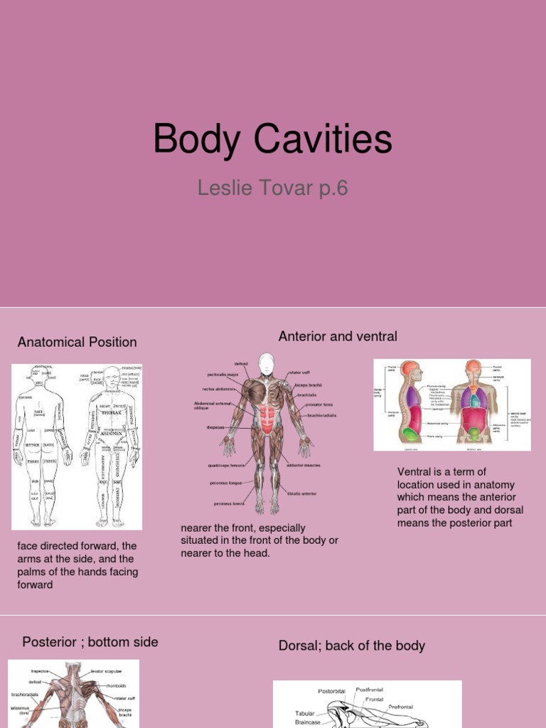 Understanding Body Cavities and Planes | PDF | Wellness