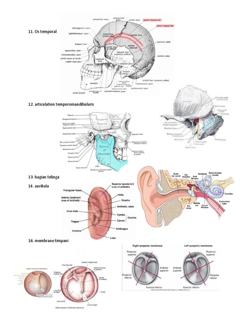 Anatomy ENT | PDF