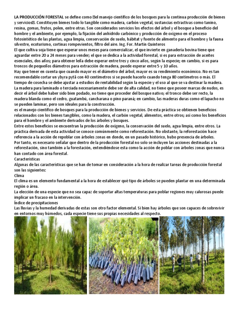La Producción Forestal Se Define Como | Los bosques | Arboles