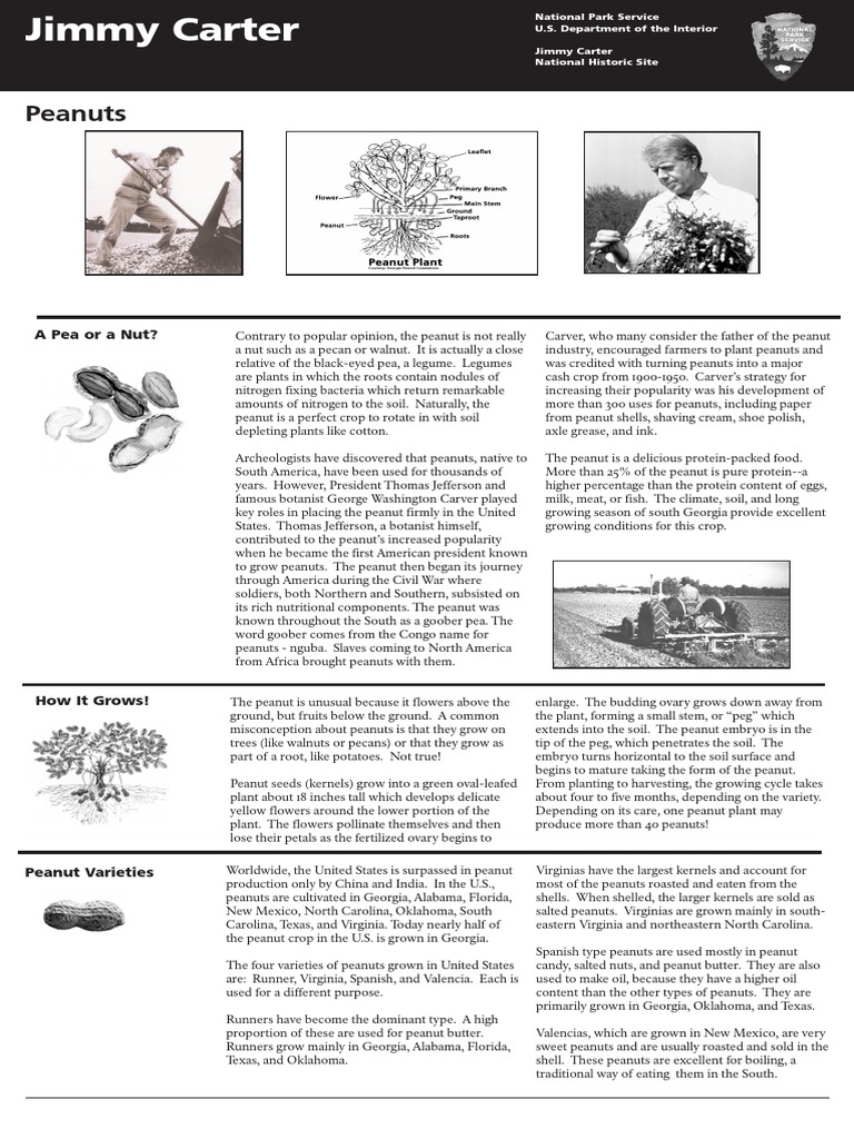 Peanut Brochure | PDF | Peanuts | Agronomy