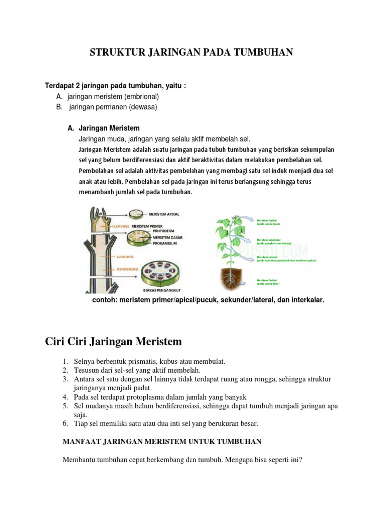 Struktur Jaringan Pada Tumbuhan | PDF