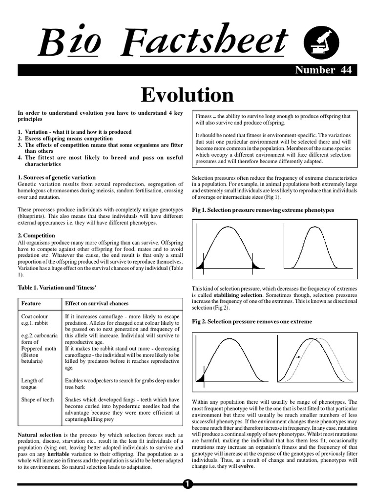 Bio Factsheet: Evolution | PDF | Fitness (Biology) | Natural Selection