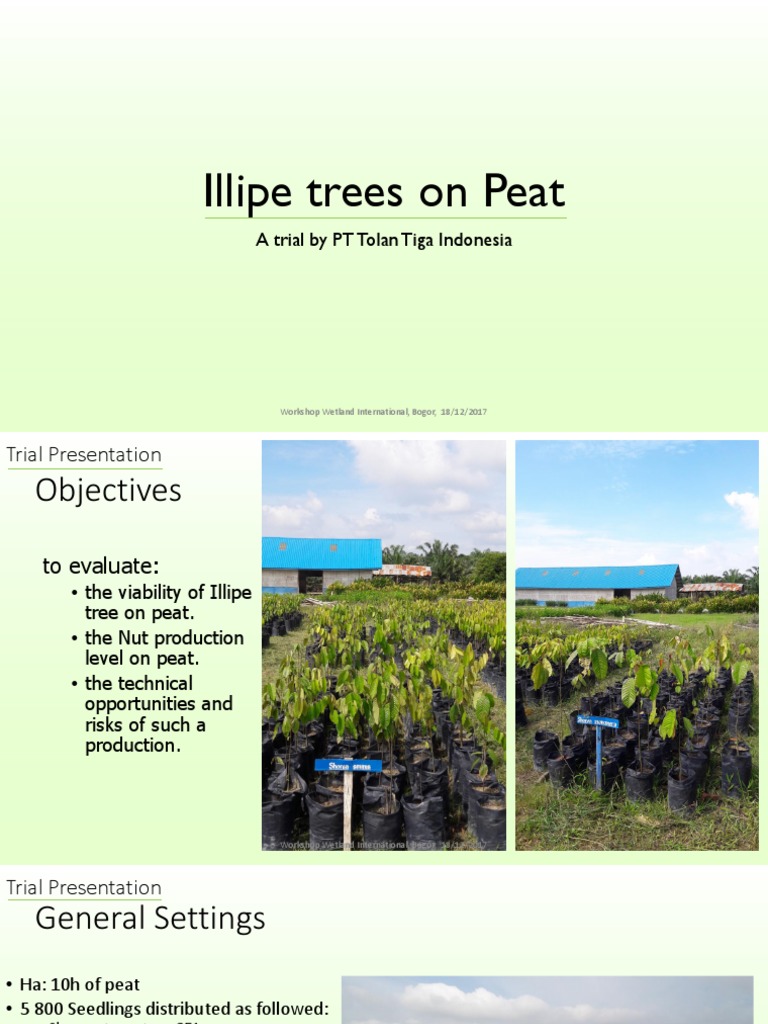 Illipe Tree Viability on Peat Trial | PDF | Plant Nursery | Seedling