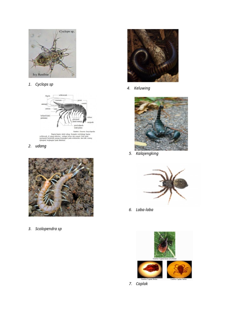 Gambar Tugas Parasit | PDF