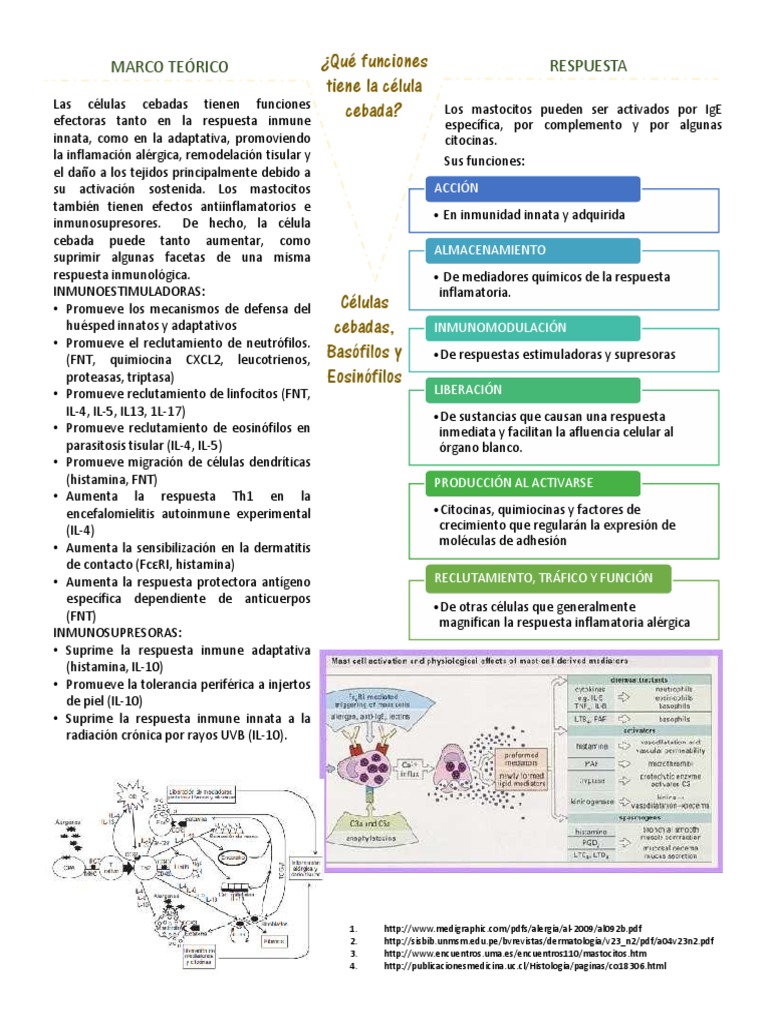 Las funciones de las células cebadas: mastocitos, basófilos y ...