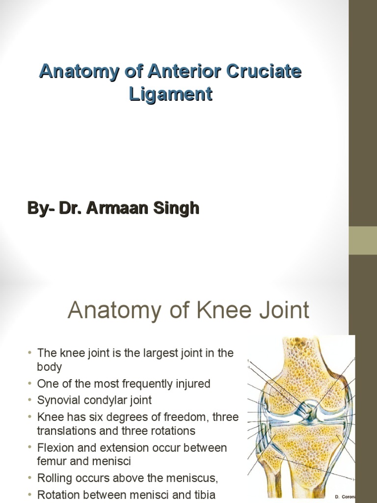 Anatomy of the Anterior Cruciate Ligament | PDF | Knee ...