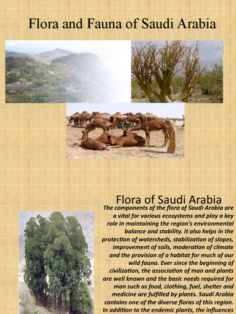 Flora and Fauna of Saudi Arabia | PDF | Conservation Biology | Habitat