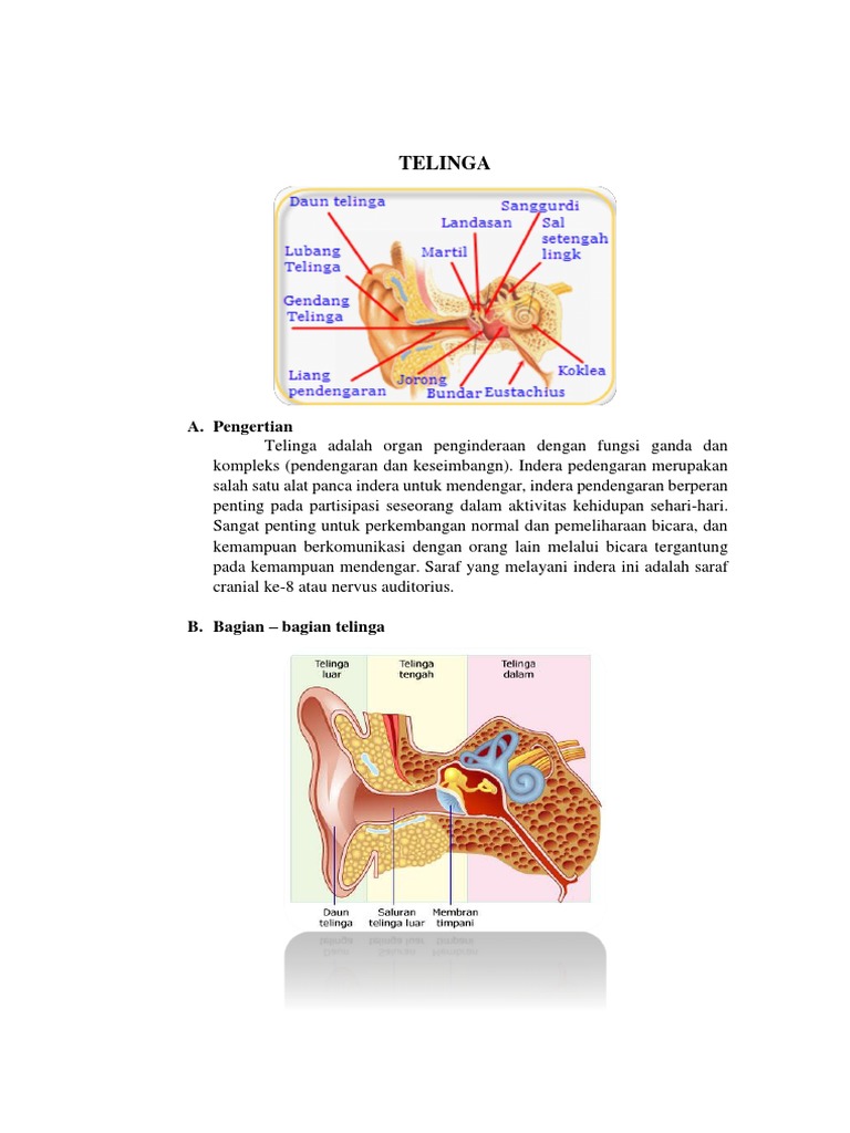 Struktur dan Fungsi Telinga Manusia | PDF