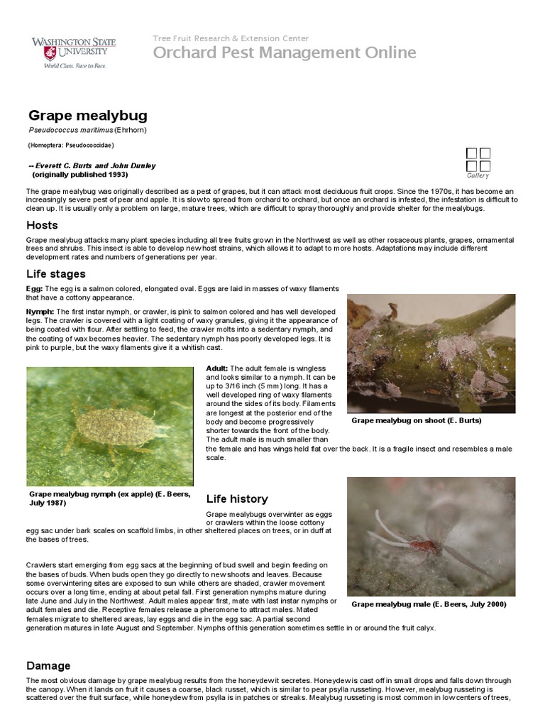 Grape Mealybug | PDF | Pruning | Insects