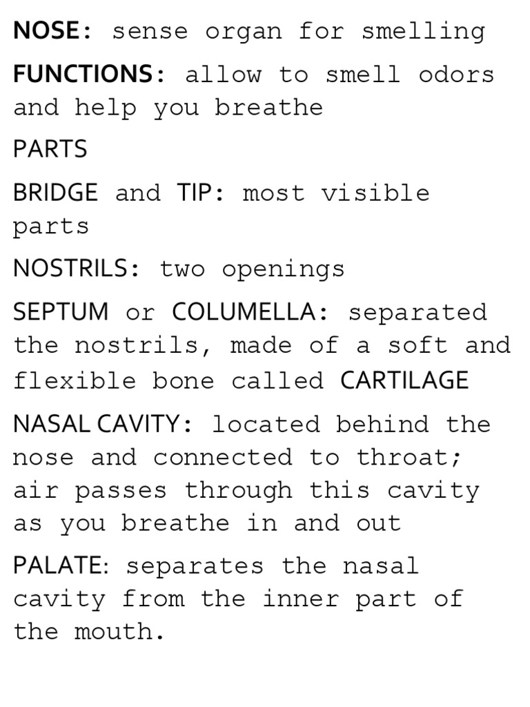 Parts Of Nose And Its Function