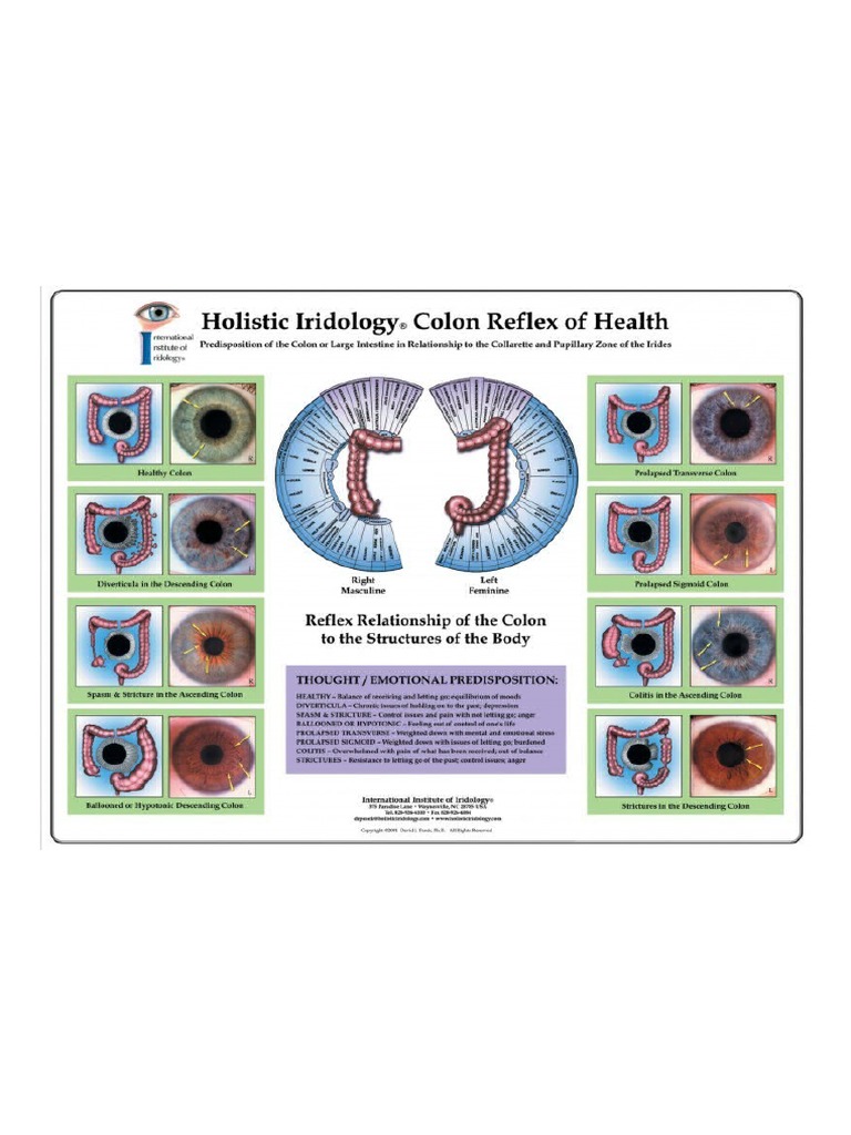 Iridiagnosis Iridology Chart 1 PDF | PDF