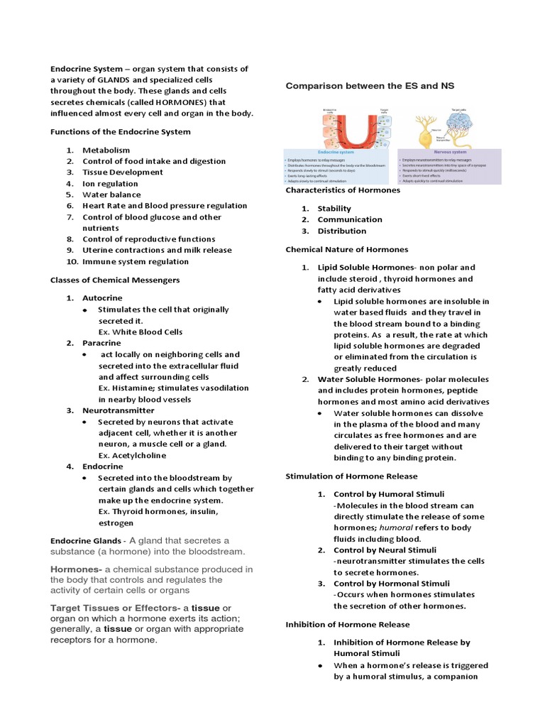 Endocrine System Handouts | PDF | Hormone | Endocrine System