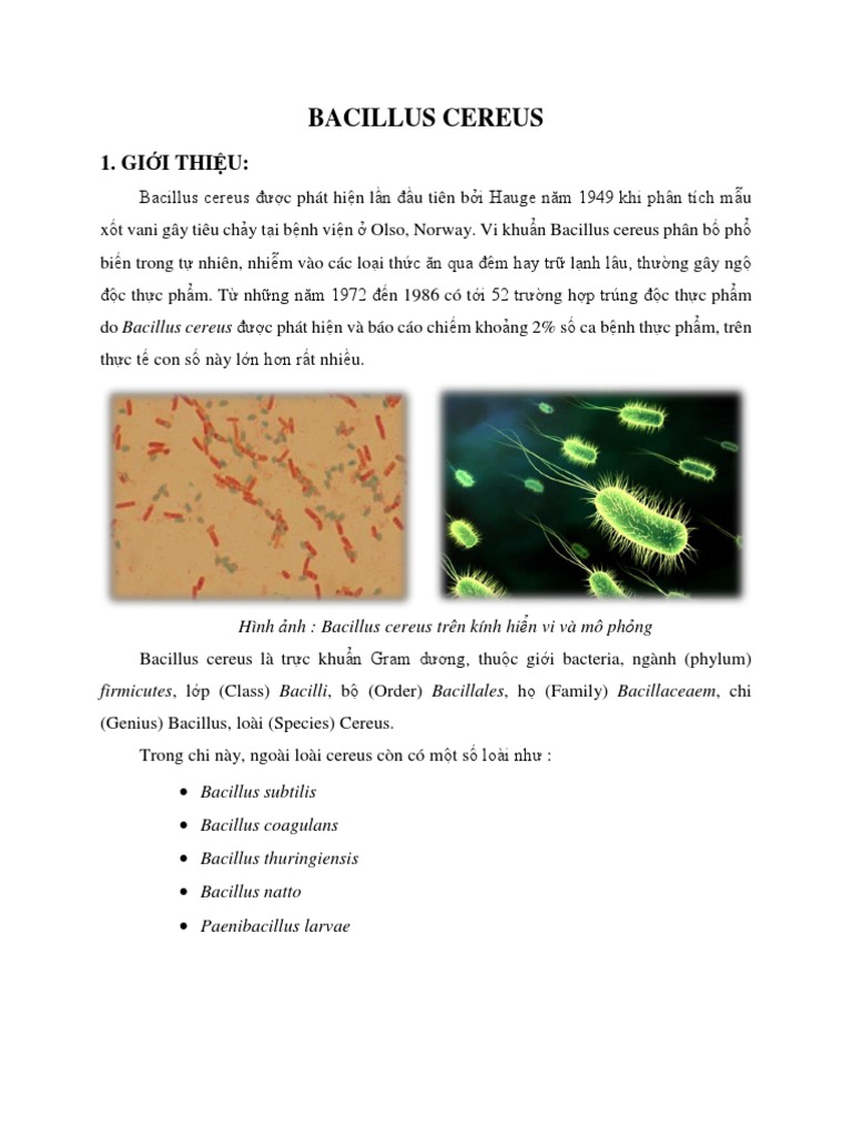 Bacillus Cereus | PDF
