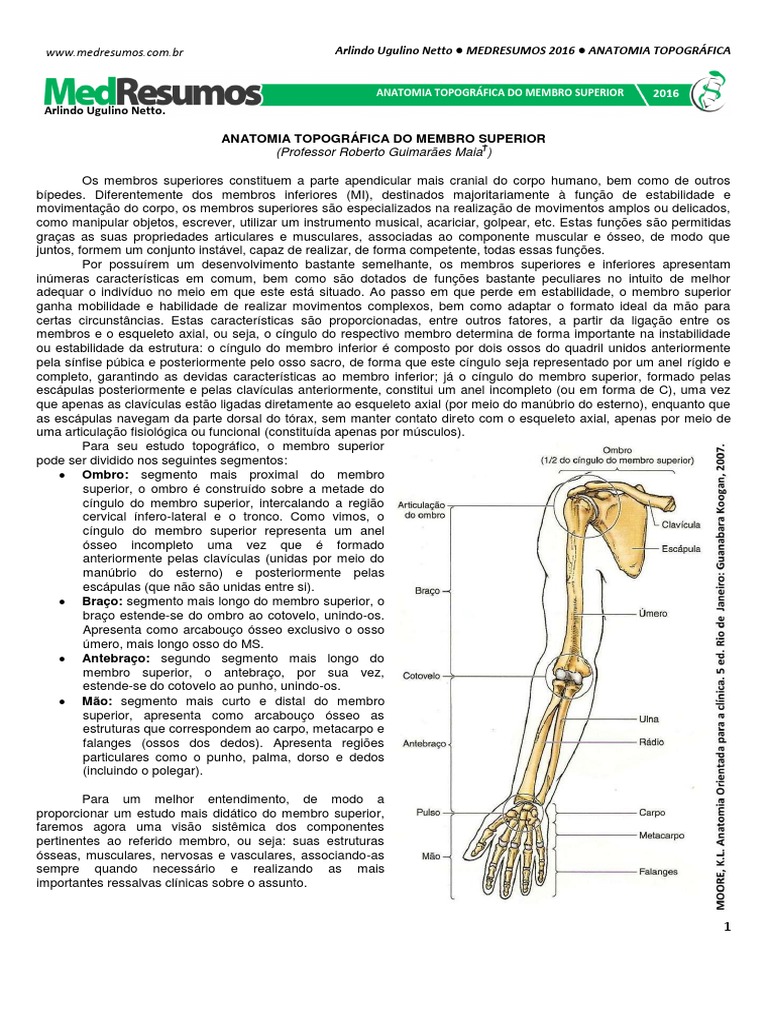 Membro Superior | PDF | Anatomia | Osso