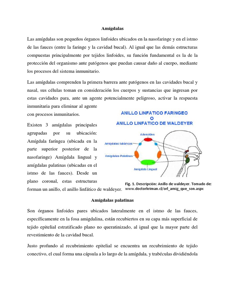 Parte 1 - Amigdalas | PDF | Sistema linfático | Epitelio