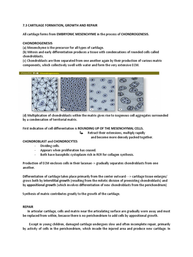 Chondrogenesis: 7.3 Cartilage Formation, Growth and Repair | PDF