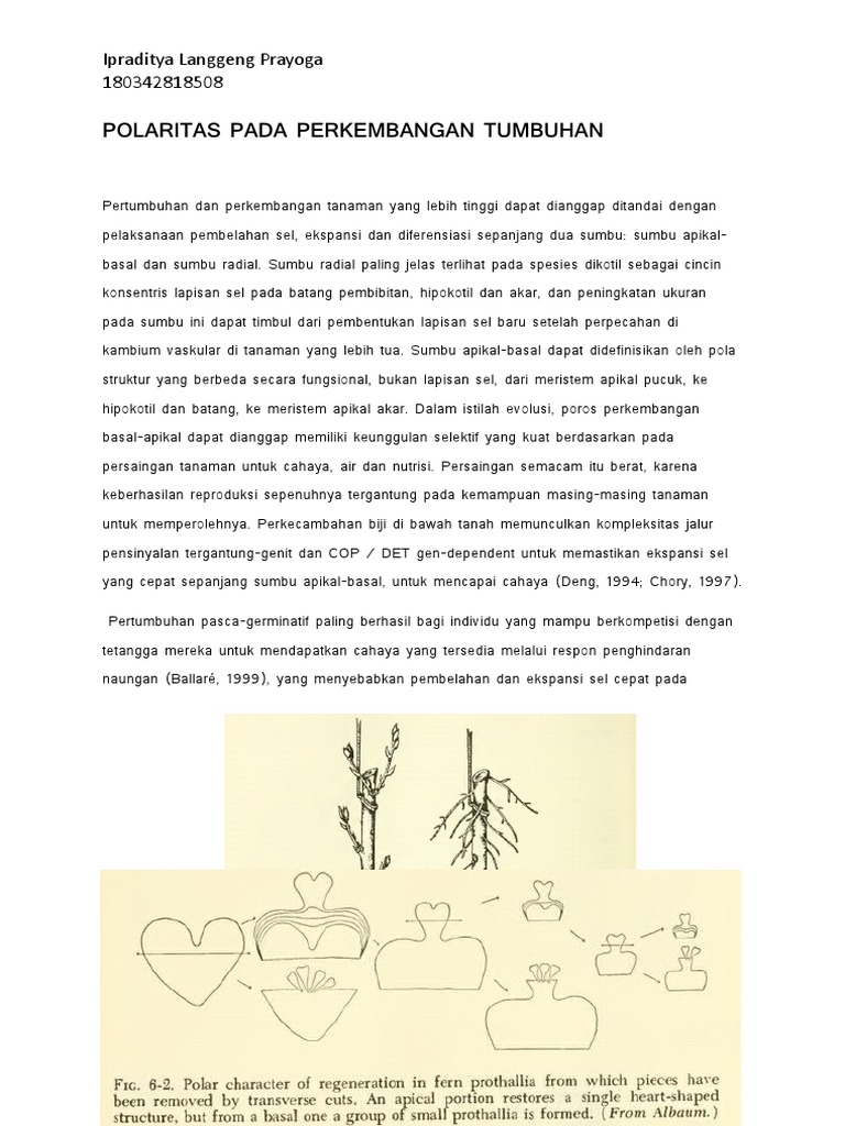 Polaritas Tumbuhan | PDF