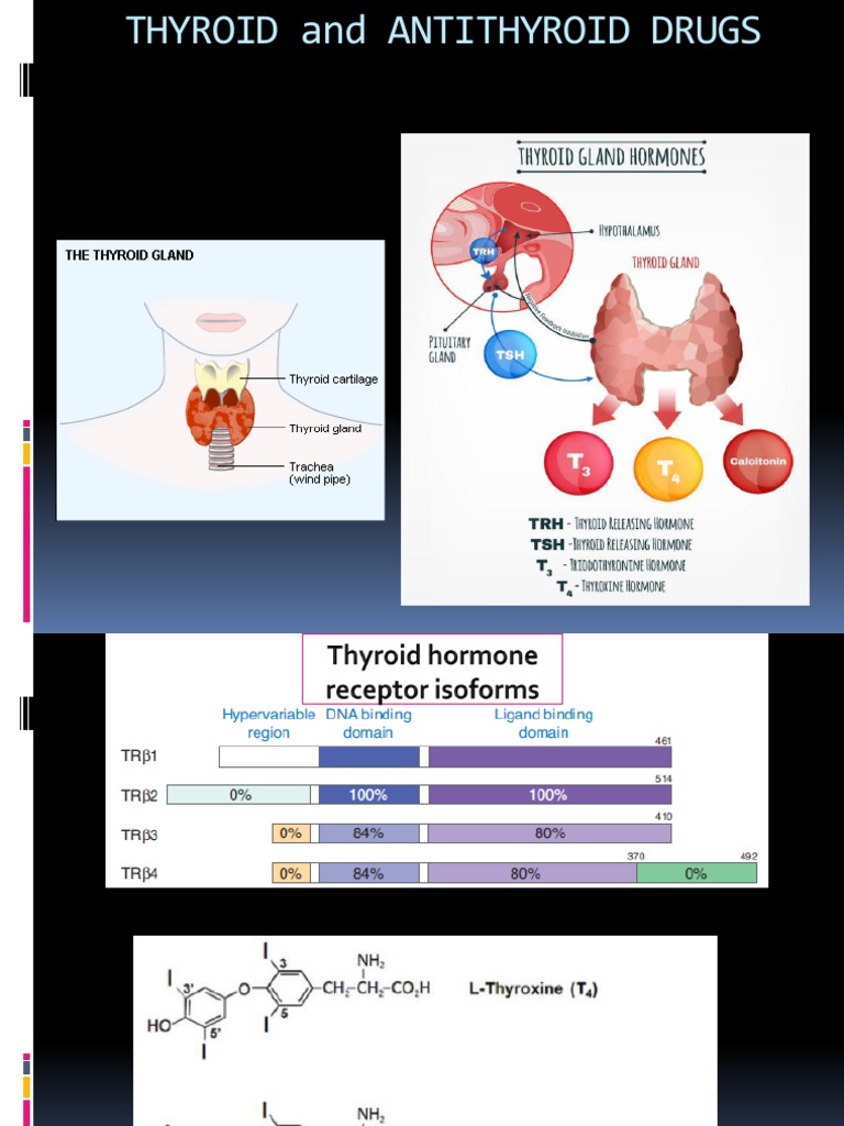 2 Thyroid and Antithyroid Drugs | PDF | Hyperthyroidism | Thyroid