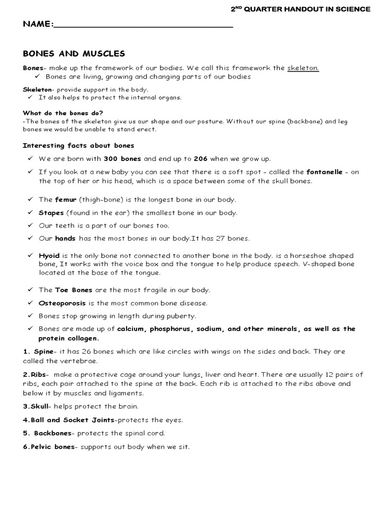 BONES and MUSCLES Handout 2nd Quarter | PDF | Muscle | Skeleton
