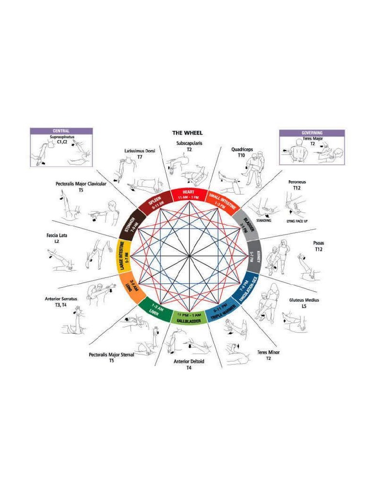 Touch For Health PDF | PDF