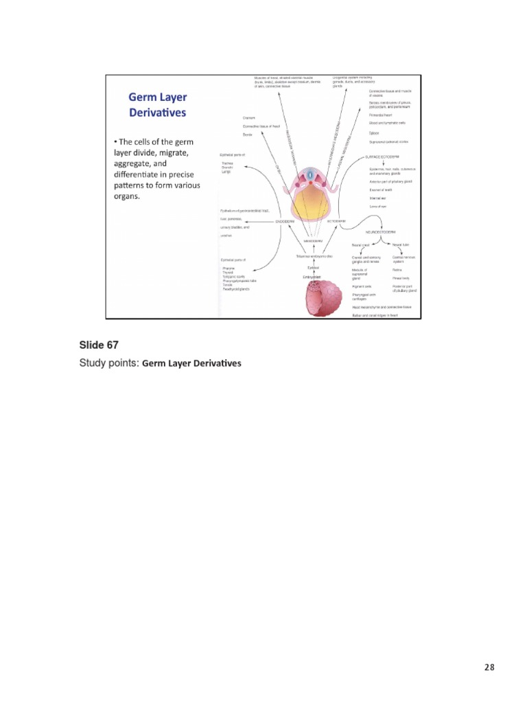 1 Germ Layer Derivatives | PDF