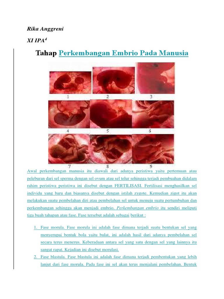 Tahap Perkembangan Embrio Pada Manusia | PDF