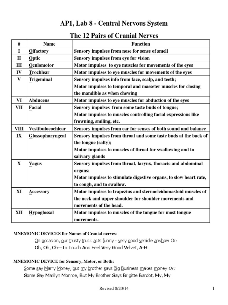 The 12 Cranial Nerves | PDF | Cerebrum | Brainstem