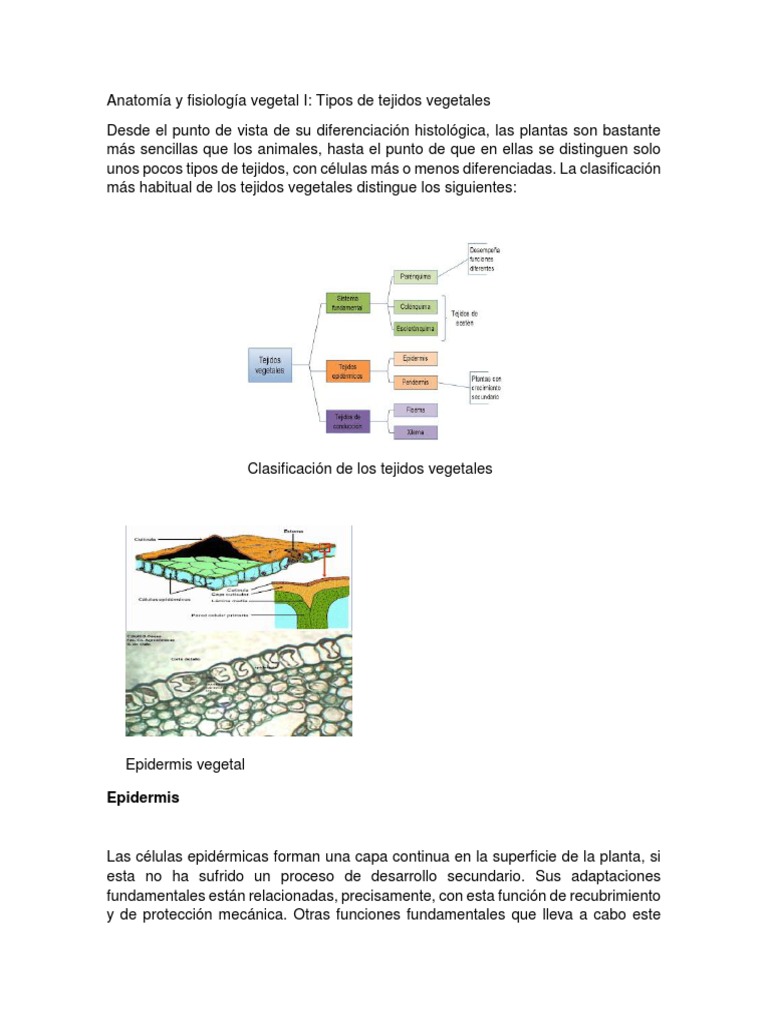 Anatomía y Fisiología Vegetal I | PDF | Tallo de la planta | Plantas