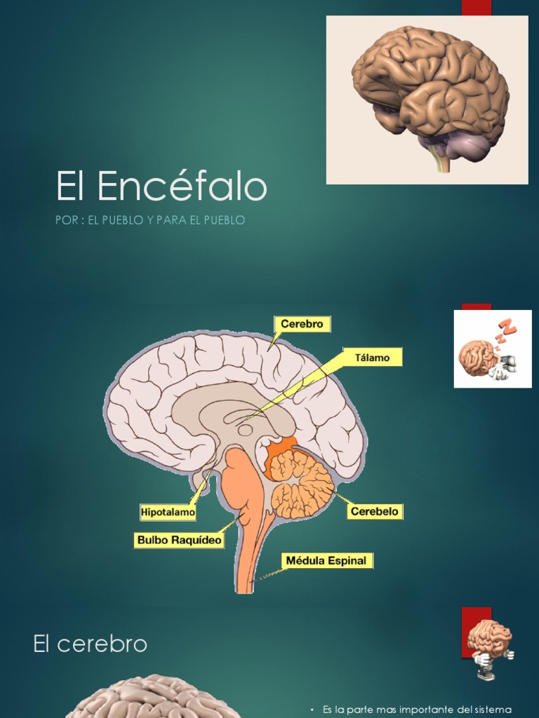 Encefalo | PDF