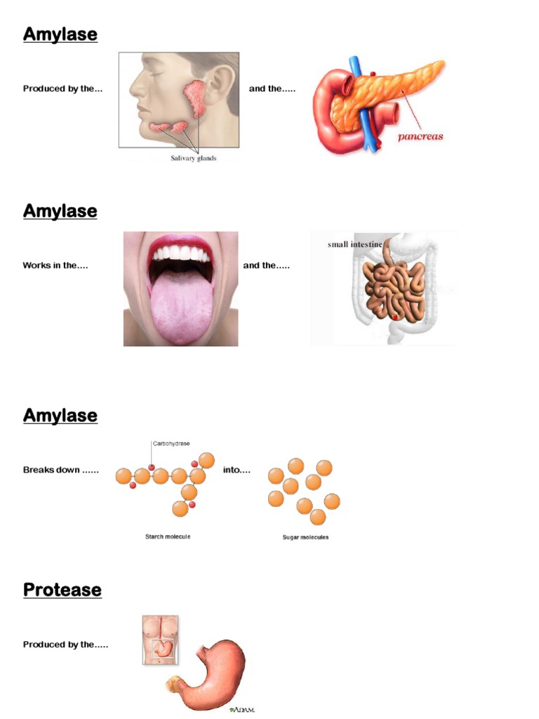 Amylase: Produced by The... and The.... | PDF