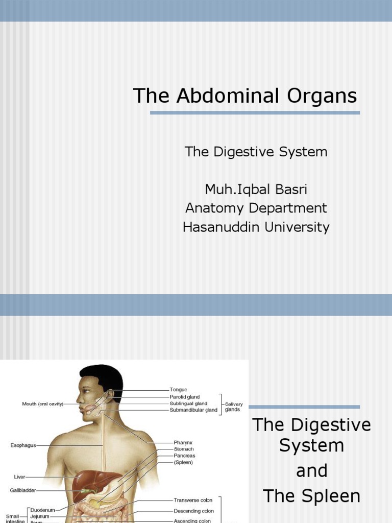 Anatomy of Abdominal Organs | PDF | Gastrointestinal Tract | Liver