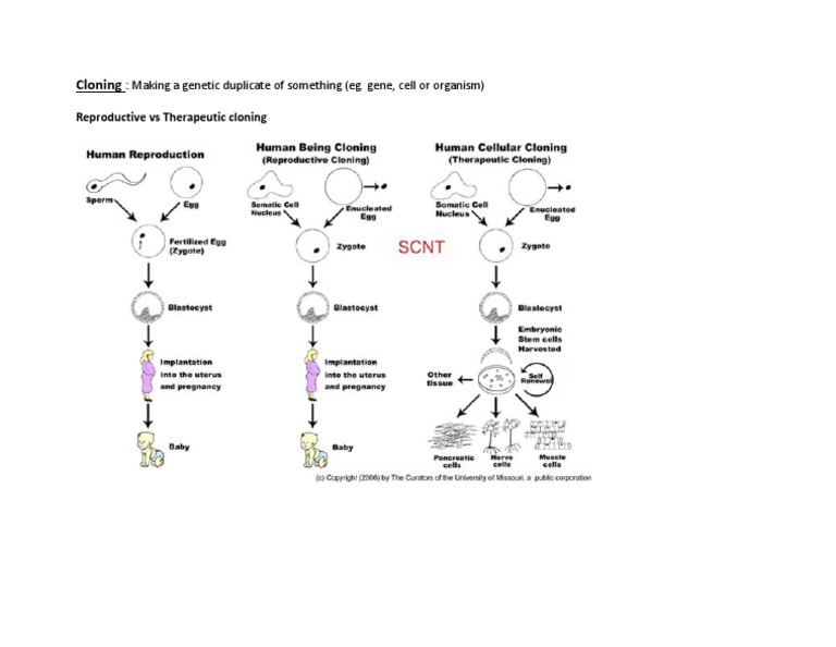 Understanding Cloning: Types Explained | PDF