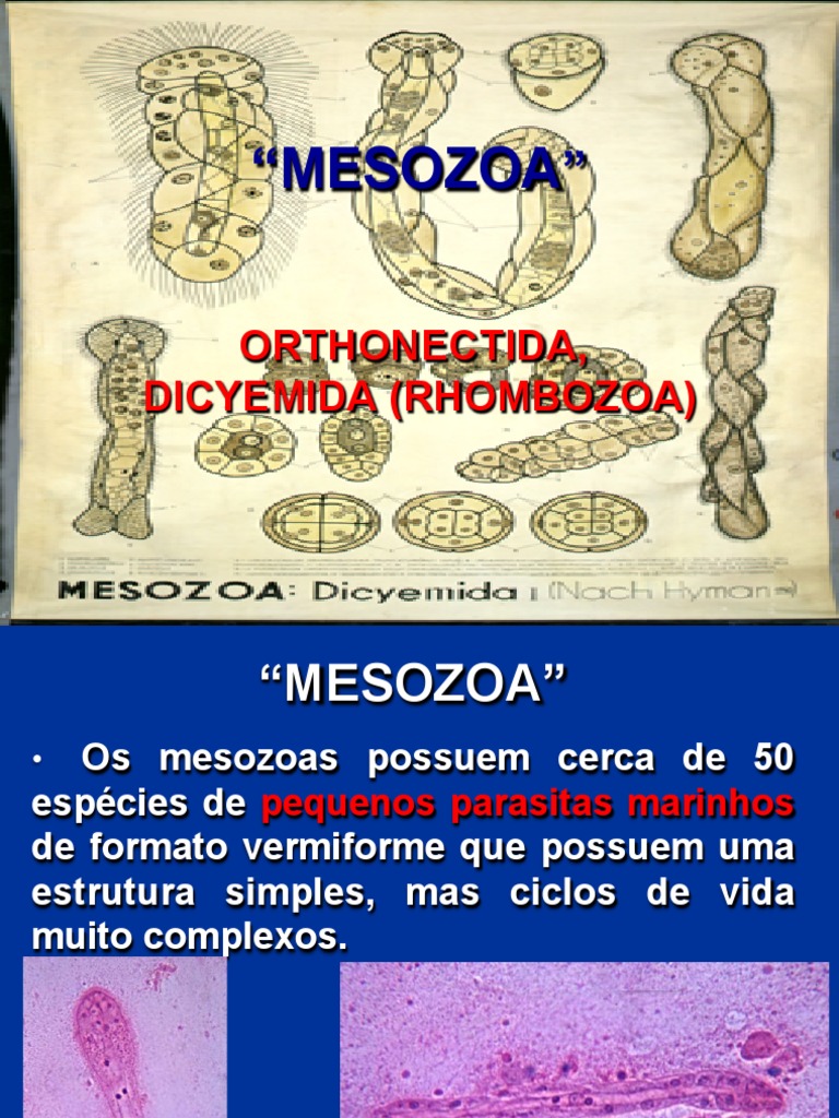 9 Apresentação Mesozoa | PDF | Organismos | Protostomia