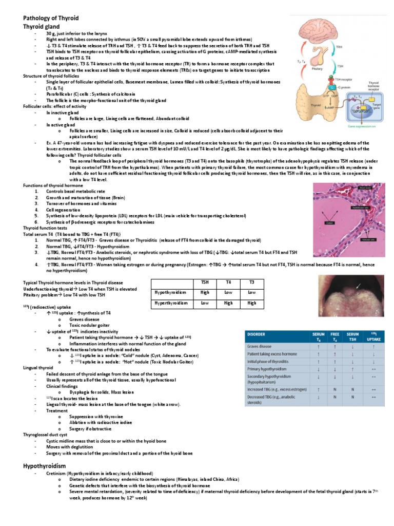 Thyroid Pathology Pdf Thyroid Hyperthyroidism