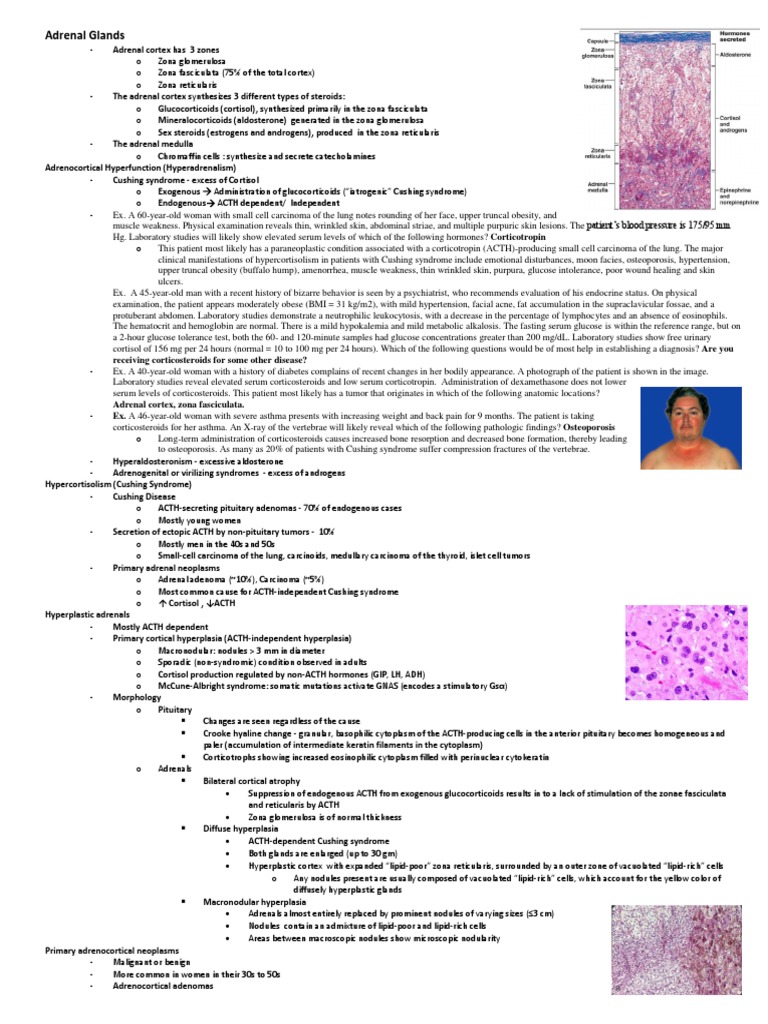 Adrenal | PDF | Adrenal Gland | Adrenocorticotropic Hormone