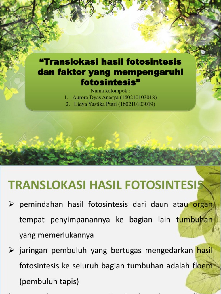 Translokasi Hasil Fotosintesis | PDF