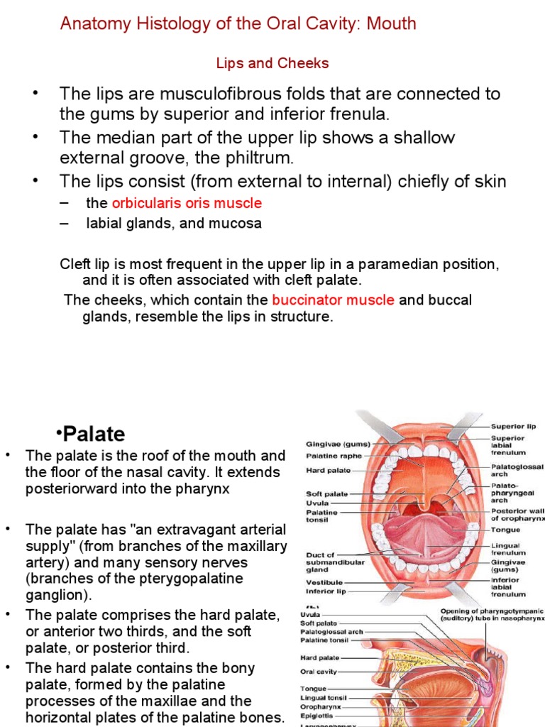 Anatomy Histology of The Oral Cavity2 3 | PDF | Tongue | Human Tooth
