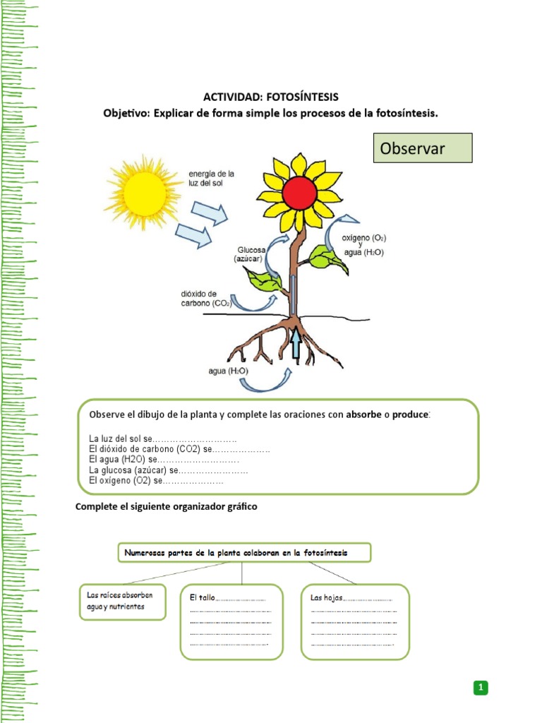Fotosíntesis para Niños | PDF