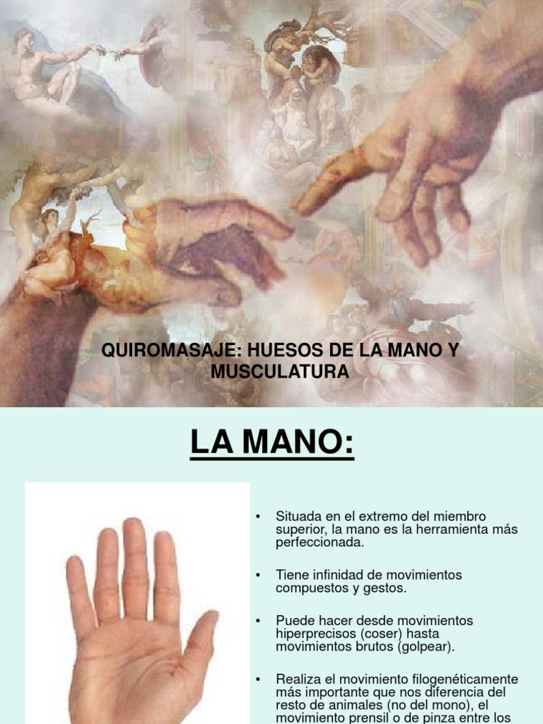 Anatomía y Movimientos de la Mano | PDF | Mano | Sistema musculoesquelético