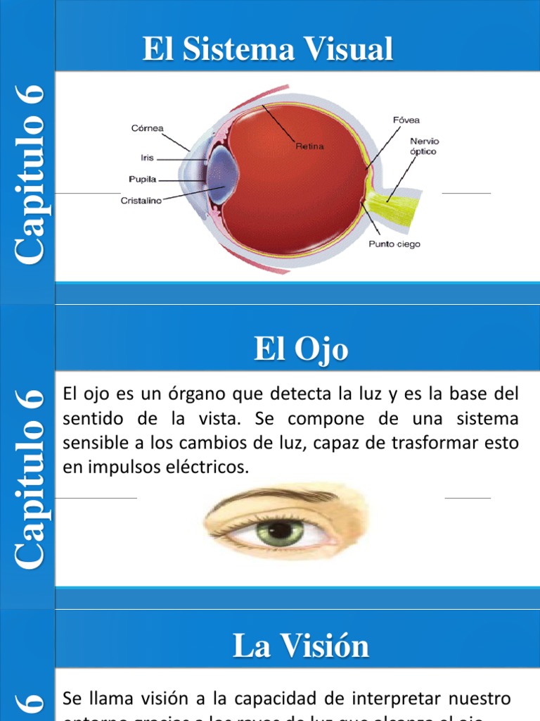 Presentación Del Ojo | PDF | Ojo humano | Percepción visual