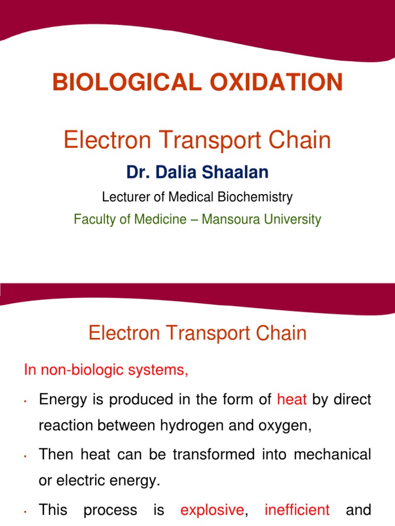 An In-Depth Look at the Electron Transport Chain | PDF | Electron Transport Chain | Cytochrome C