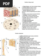 Anatomi Rangka Aksial Dan Apendikular | PDF