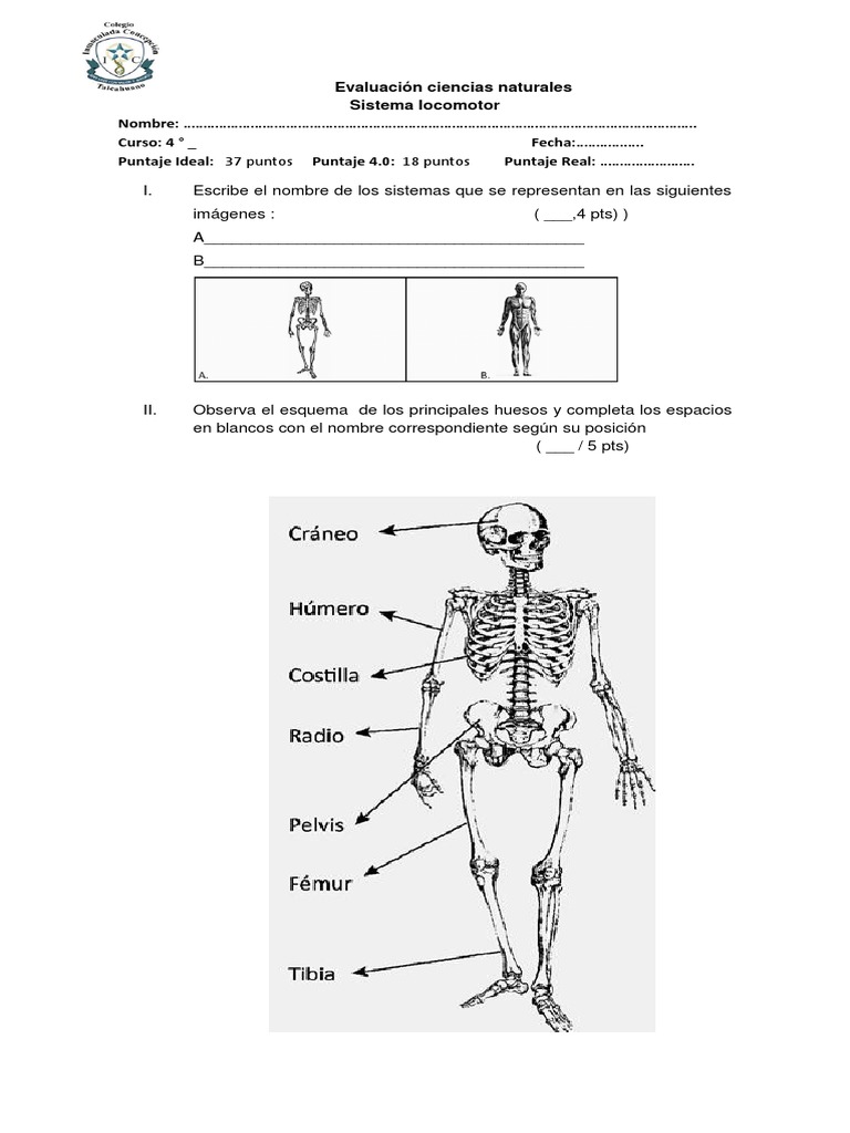 Prueba Sistema Locomotor Examen Y Valoración Del Recién Nacido