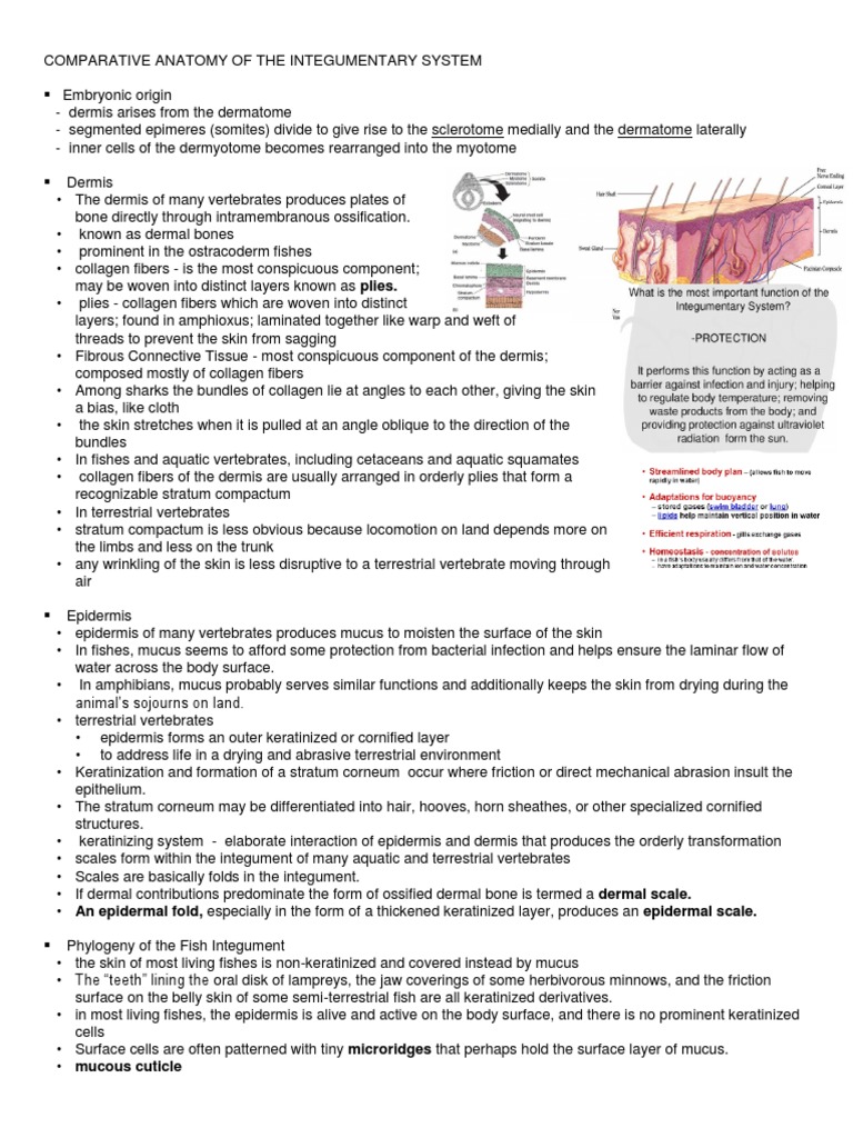 Comparative Anatomy of Vertebrate Integument | PDF | Skin | Feather